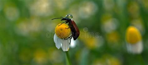 A Drop Of Water On An Insect Placed On Chamomile Omophlus Lepturoides Comb Clawed Beetles