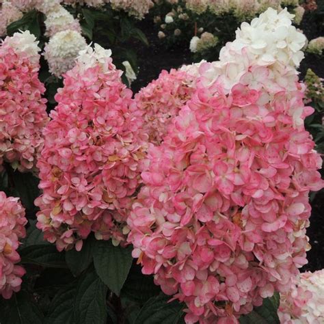 Magical® Ruby Snow Hydrangea Plant Addicts