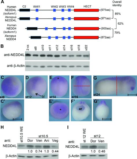 The Spatial Temporal Expression Pattern Of Nedd4l During Xenopus