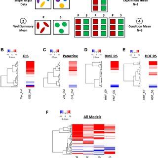 Characterisation Of Senescence In Human Dermal Fibroblasts HDFs A