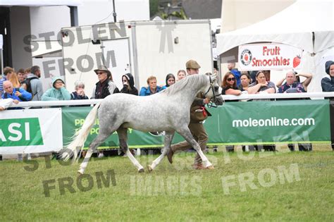1st Class Images Welsh Sec B In Hand
