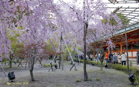 春の平安神宮の神苑風景 In 2015