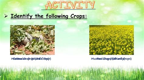 Cropping Patterns And Major Crops Pptx Agriculture Industries