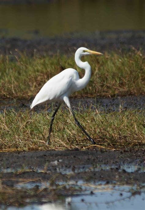 17 Fascinating Amazon Rainforest Birds • I Heart Brazil