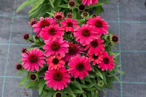 Je Wka Sunmagic Vintage Ruby Echinacea Byliny Ogrodowe F J