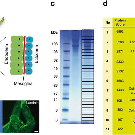Hydra Mesoglea Extraction And Proteome Analysis A Schematic Download Scientific Diagram