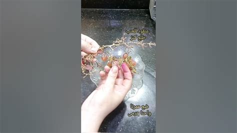 حوشي عنقود العنب واستعدى للمدارس ضاع عمرنا واحنا بنرميه ده طلع كنز محدش