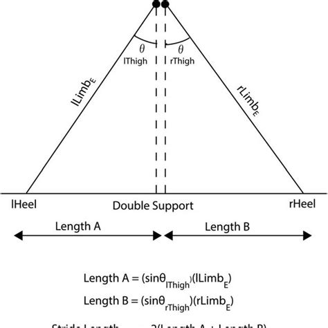 Pdf Pelvic Rotation Effect On Human Stride Length Releasing The