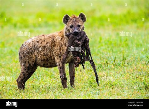 Spotted Hyena Crocuta Crocuta With Prey In Mouth Ngorongoro