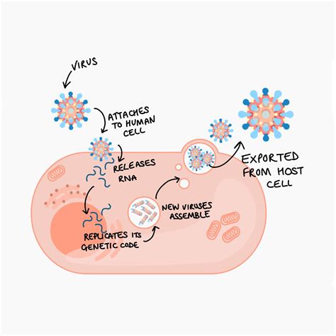 Only Rna Viruses Need A Host To Replicate At Evelyn Bromley Blog