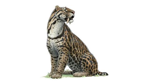 Explore The Best Smilodon Art Deviantart