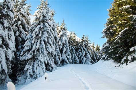 有关冬季 冷 垂直拍摄 大雪覆盖 天性 季節 森林 樹木 自然攝影 雪 霜的免费素材图片