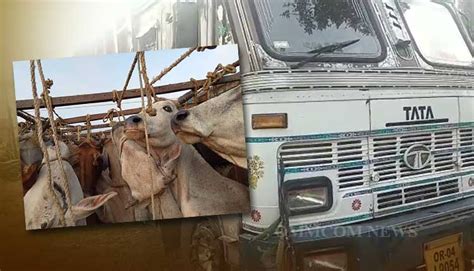 Eight Containers Seized Over 800 Cattle Rescued In Balasore Odisha