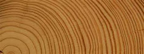 Interpreting Tree Rings A Beginner S Guide