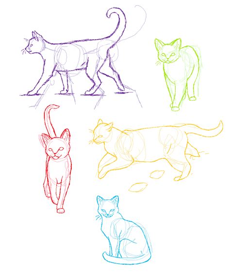 Anatomy Practice Cats By Candracar272 On Deviantart Cat Anatomy