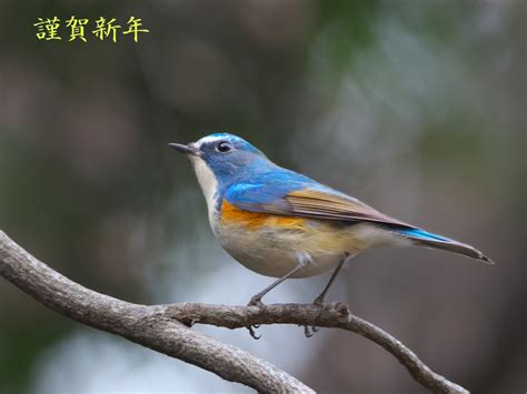 謹賀新年 ルリビタキ 鳥風写画
