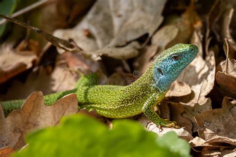 Male Of European Green Lizard With Beautiful Turquoise Colored Throat