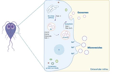 Pdf Protozoa Derived Extracellular Vesicles On Intercellular