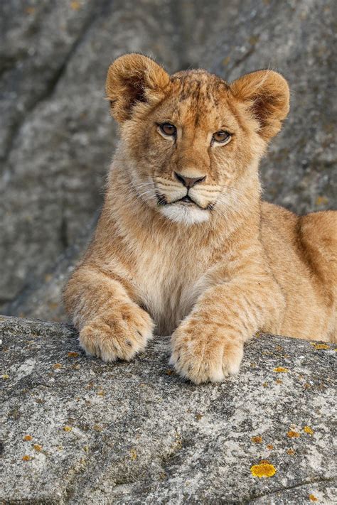 40,000+ Free Lion Cub Cartoon & Lion Images - Pixabay