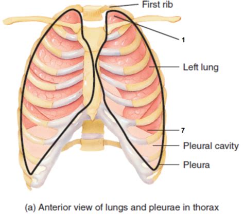 Biol 333 Lecture Quiz 2 Flashcards Quizlet
