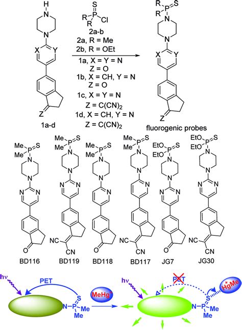 Synthesis Of Fluorogenic Probes And Their Action Download Scientific