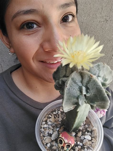 🌼 Astrophytum Myriostigma Fukuryu 🌼 Plantitas Con Flor