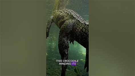 A Giant Python Vs An Elephant And A Crocodile Who Will Survive