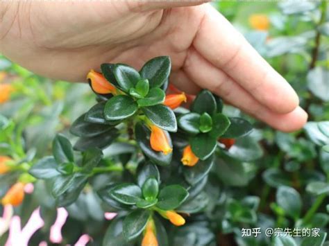 金鱼吊兰有5怕成功避开小金鱼一个个不停往外冒 知乎