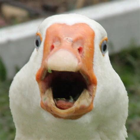Duck Army Attacks