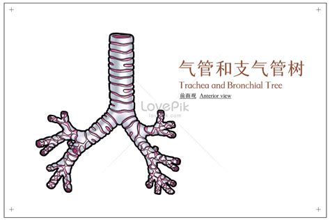氣管和支氣管樹前面觀醫療插畫背景圖案素材，桌布圖片免費下載