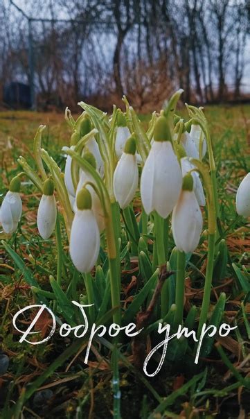 С Добрым Утром Пусть тебя разбудит нежный лучик солнца а потом целый мир большой безбрежный