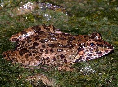 Duniaku Katak Sawah Fejervarya Cancrivora