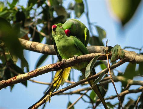 How Are Bird Eggs Fertilized A Comprehensive Walkthrough The Worlds Rarest Birds