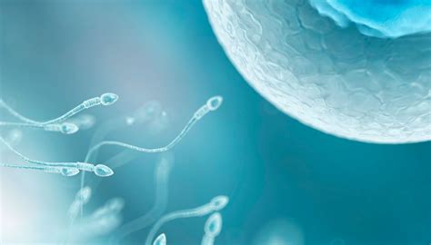 Gpa Création De Gamètes Artificiels Clonage Reproductif Utérus