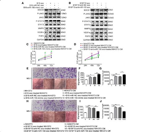 Exosomal MiR 155 Regulates The Proangiogenic Switch Of CAFs In Vitro