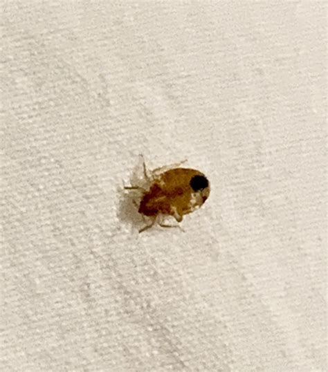 Bed Bug Treatments Salt Lake City Pest Control Salt Lake City