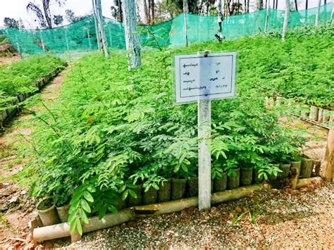 စလင်းမြို့နယ်တွင်၂၀၂၃ ၂၀၂၄ ဘဏ္ဍာနှစ်အတွက် သစ်တောဦးစီးဌာနမှ ပျိုးပင်စုံ ၂၃၆၆၁၀ ပင် ပျိုးထောင်ထားရ