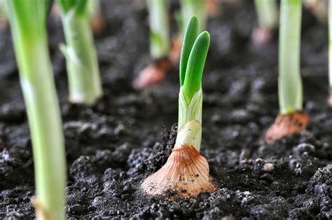 Cuánto tarda en crecer el brocoli Huerto en casa