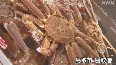 ズワイガニ 初競り オスの「松葉がに」最高値1匹150万円 鳥取港 Nhk 水産業