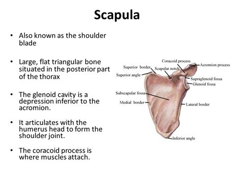 Broken Scapula Recovery Time Scapular Fracture Recovery Timeline