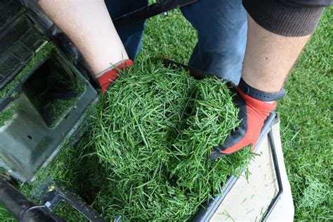 5 Best Mulches For Tomato Plants How And When To Mulch Tomato Bible