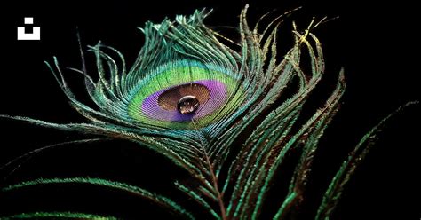 녹색과 파란색 공작 깃털 사진 Unsplash의 무료 사진 이미지