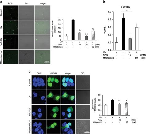 Uv Induced Ros Generation Resulting In The Translocation Of Hmgb1 A