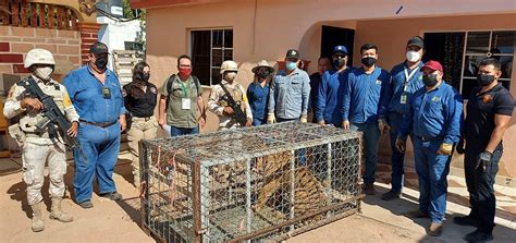 Capturaron a un cachorro tigre de Bengala que se paseaba por las calles de Cuautitlán Izcalli
