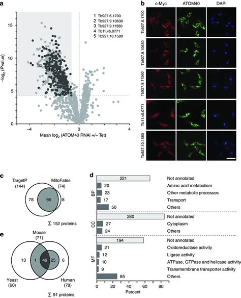 New Mitochondrial Candidate Proteins A Volcano Plot As Shown In