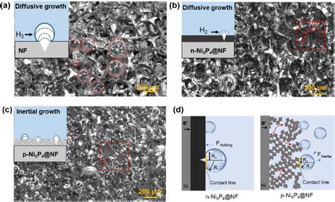 E H 2 Bubble Dynamics On Porous Electrodes A Ni Foam Nf B Download Scientific Diagram