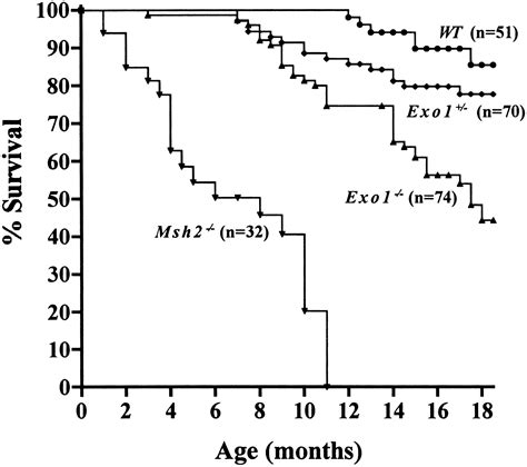 Inactivation Of Exonuclease 1 In Mice Results In Dna Mismatch Repair