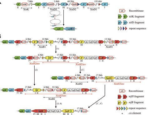 Restoration Of The Functional Nif Gene Cluster