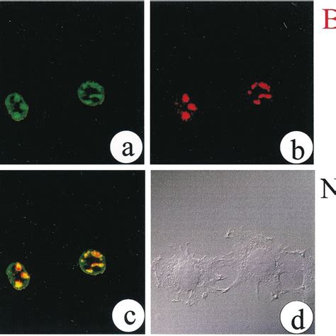 Mvm Dna Replication Colocalizes With Ns1 In Apar Bodies In The Nuclei