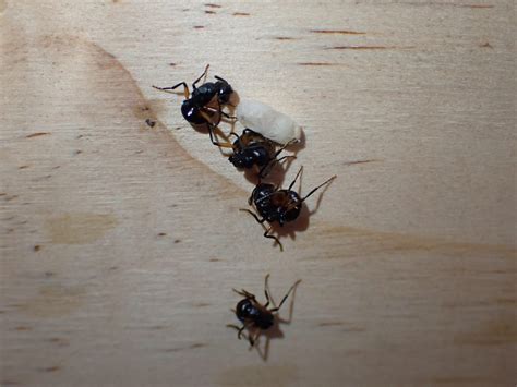 Dead Or Alive Kangaroo Island Ants Display Never Seen Before Behavior